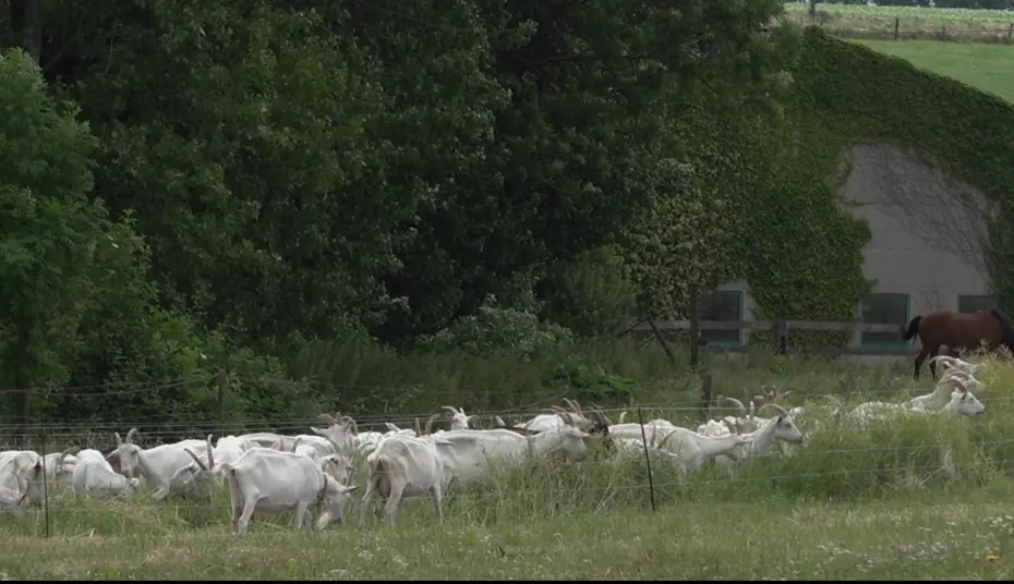 Après-midi technique en élevage caprin et points techniques sur l'autonomie alimentaire en ...